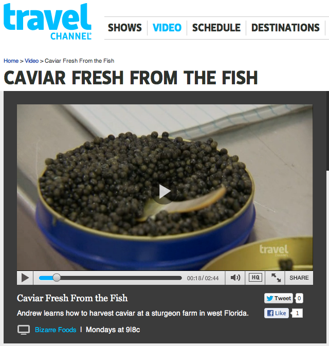 Travel Channel on How to Harvest Caviar – Plaza Caviar Blog